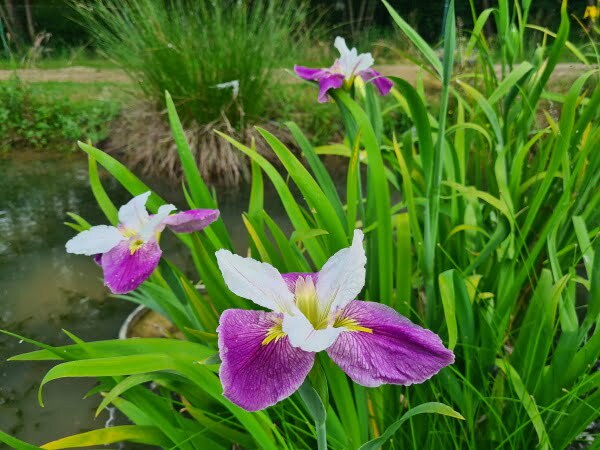 Iris louisiana 'Colorific' - Piante Acquatiche Vivaio