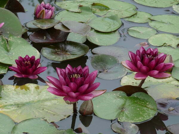 Ninfea Nymphaea 'Almost Black' - Piante Acquatiche Vivaio