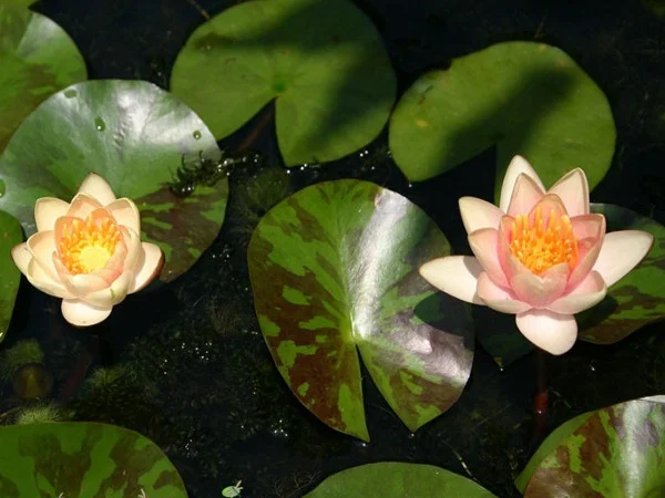 Ninfea Nymphaea 'Aurora' - Piante Acquatiche Vivaio