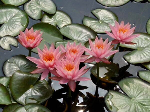 Ninfea Nymphaea 'Colorado' - Piante Acquatiche Vivaio
