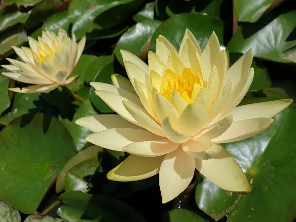 Ninfea Nymphaea 'Inner Light' - Piante Acquatiche Vivaio