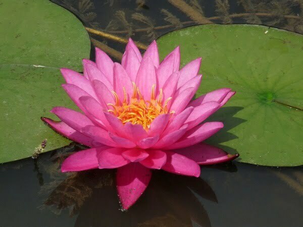 Ninfea Nymphaea 'Mayla' - Piante Acquatiche Vivaio