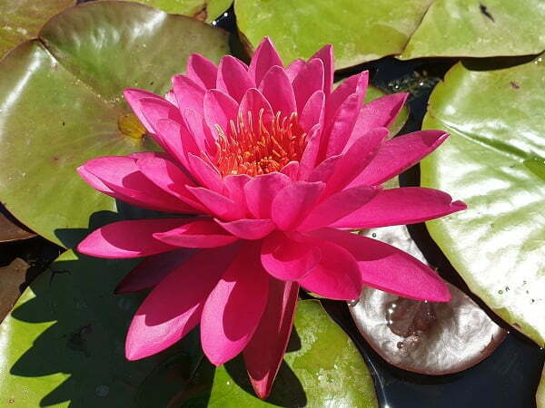 Ninfea Nymphaea 'Nohime' - Piante Acquatiche Vivaio