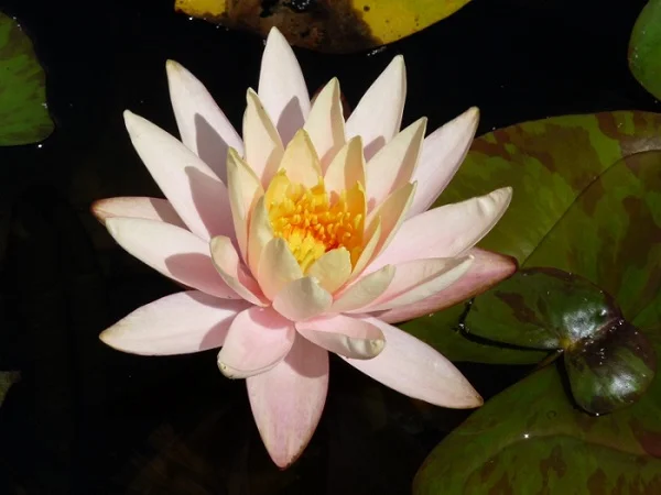 Ninfea Nymphaea 'Peaches And Cream' - Piante Acquatiche Vivaio