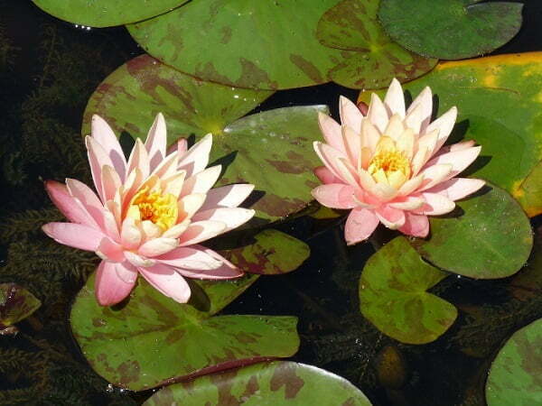 Ninfea Nymphaea 'Peaches And Cream' - Piante Acquatiche Vivaio