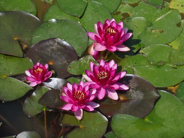Ninfea Nymphaea 'Perry's Baby Red' - Piante Acquatiche Vivaio