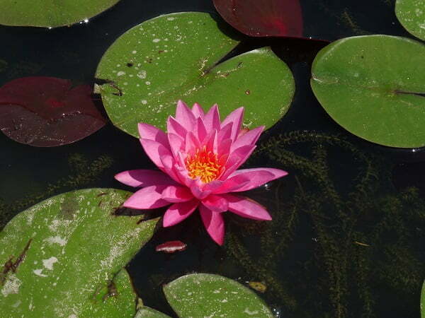 Ninfea Nymphaea 'Perry's Magnificent' - Piante Acquatiche Vivaio