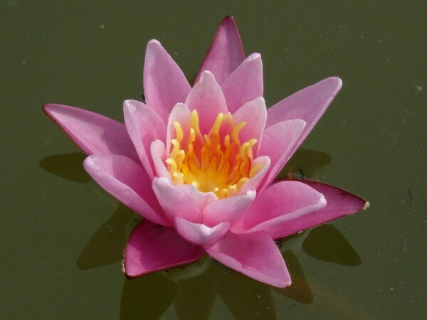 Ninfea Nymphaea 'Pink Sensation' - Piante Acquatiche Vivaio