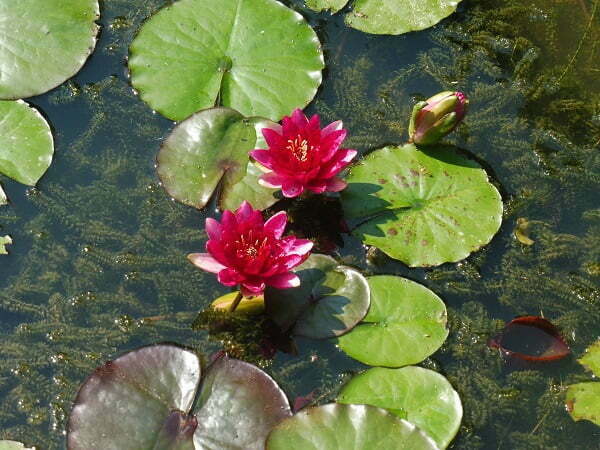 Ninfea Nymphaea 'Red Paradise' - Piante Acquatiche Vivaio