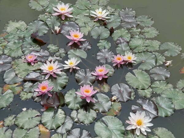 Ninfea Nymphaea 'Rosennymphe' - Piante Acquatiche Vivaio