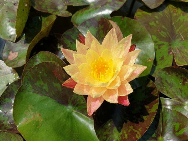 Ninfea Nymphaea 'Siam Fantasy' - Piante Acquatiche Vivaio