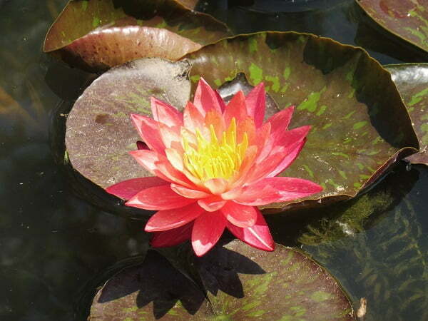 Ninfea Nymphaea 'Wanvisa' - Piante Acquatiche Vivaio