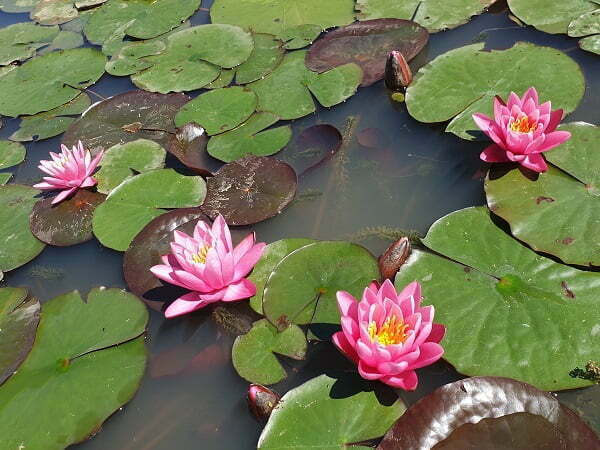 Ninfea Yuh Ling - Piante Acquatiche Vivaio