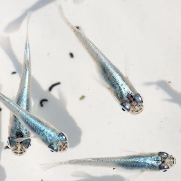 5 Pesci Medaka Royal Blue - Piante Acquatiche Vivaio
