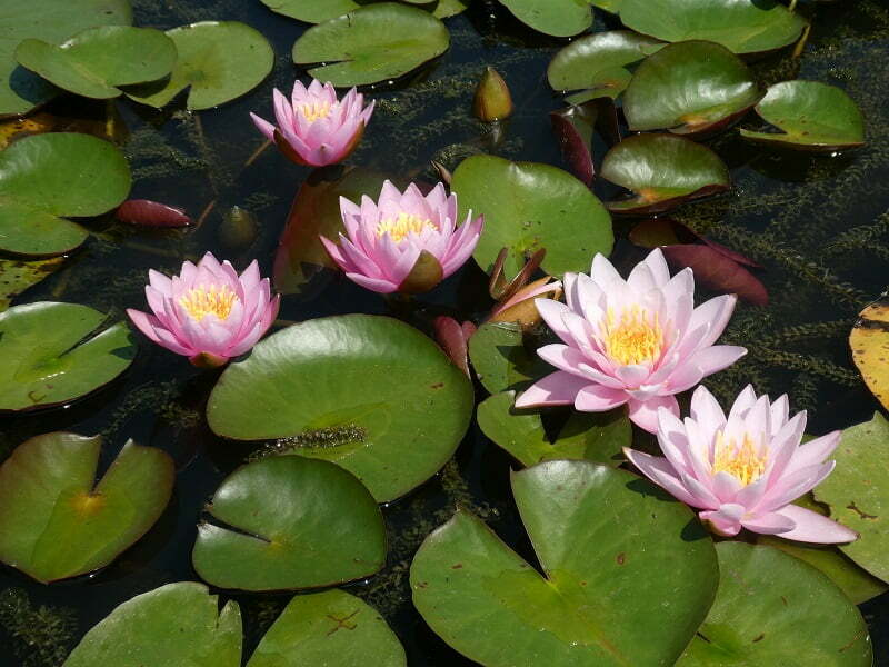 Ninfea Nymphaea 'Odorata Luciana' - Piante Acquatiche Vivaio