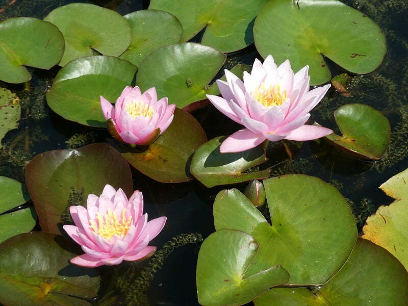 Ninfea Nymphaea 'Odorata Luciana' - Piante Acquatiche Vivaio