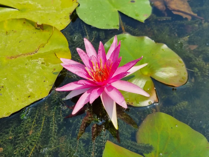 Ninfea Nymphaea 'Newton' - Piante Acquatiche Vivaio
