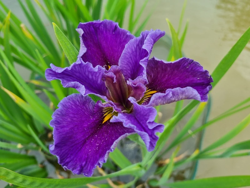 Iris louisiana 'Postmaster' - Piante Acquatiche Vivaio