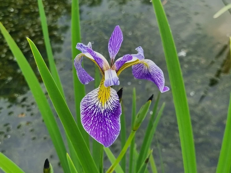 Iris versicolor 'Pacifica' - Piante Acquatiche Vivaio