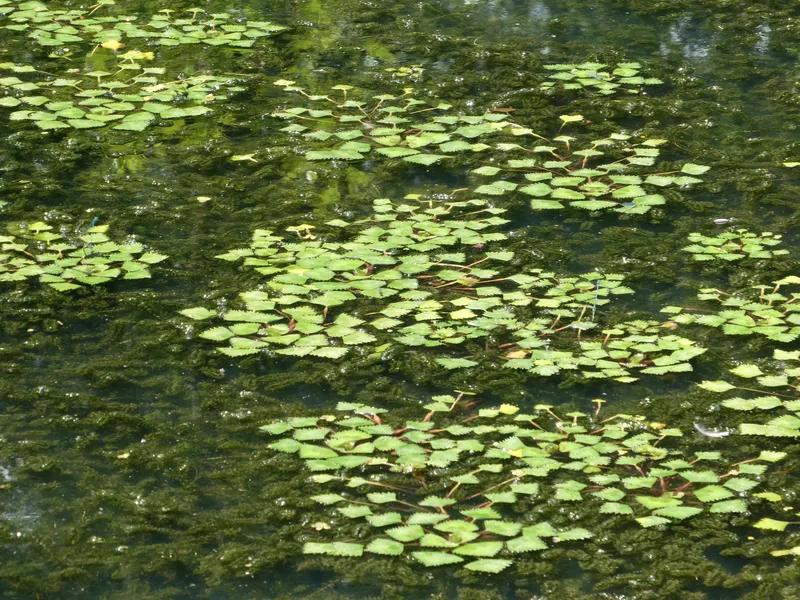 Trapa natans - Piante Acquatiche Vivaio