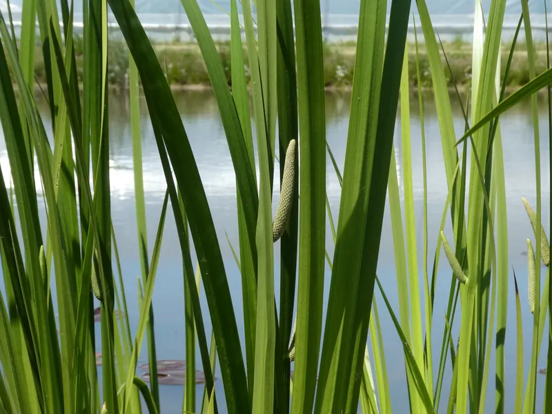Acorus calamus (Calamo aromatico) - Piante Acquatiche Vivaio