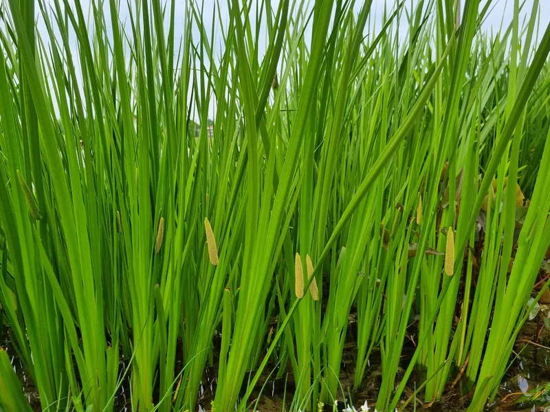 Acorus calamus (Calamo aromatico) - Piante Acquatiche Vivaio
