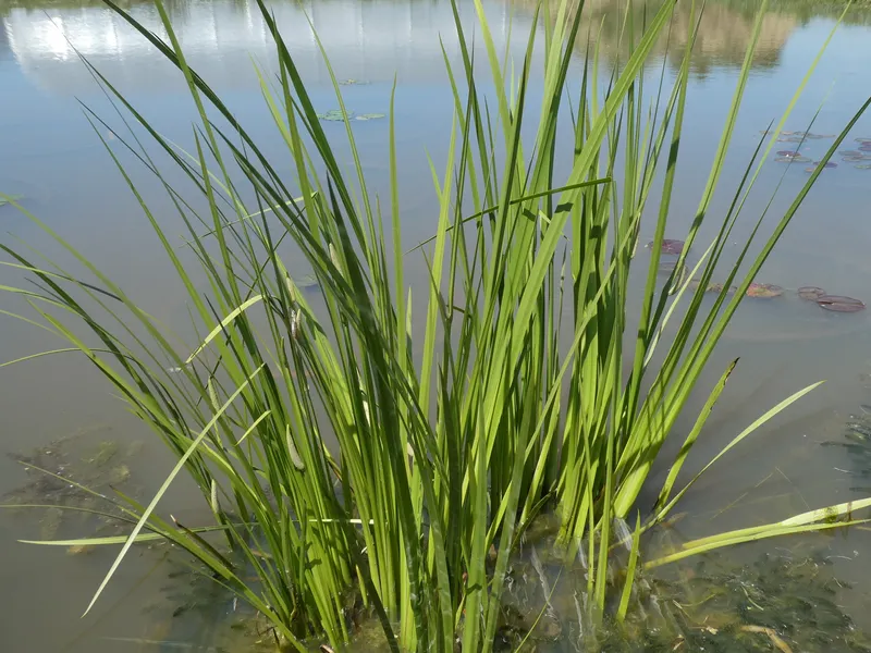 Acorus calamus (Calamo aromatico) - Piante Acquatiche Vivaio