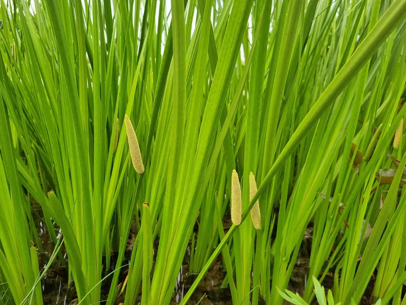 Acorus calamus (Calamo aromatico) - Piante Acquatiche Vivaio