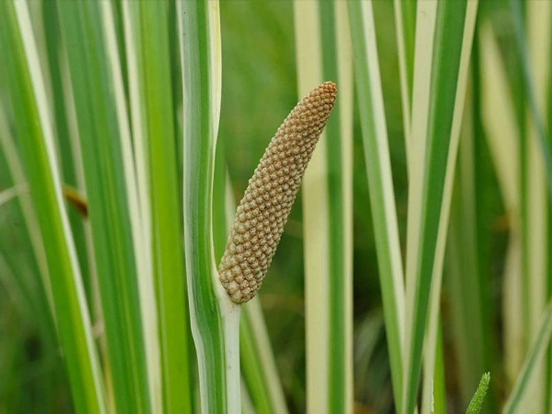 Acorus calamus 'Variegatus' (Calamo aromatico variegato) - Piante ...