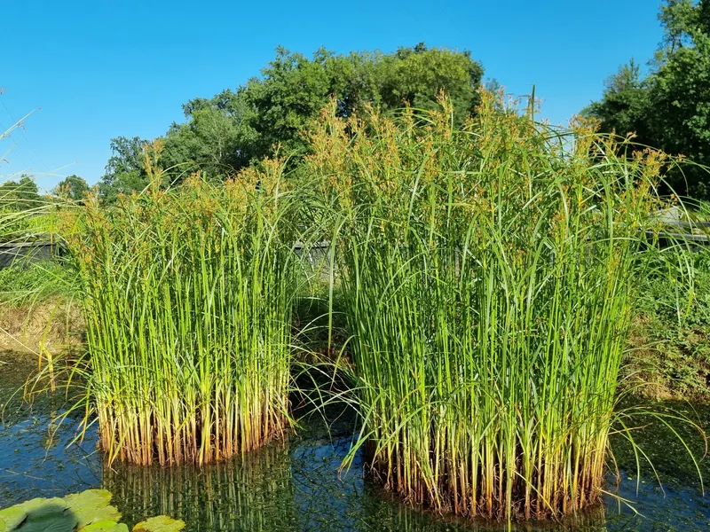 Cyperus longus (Zigolo comune) - Piante Acquatiche Vivaio