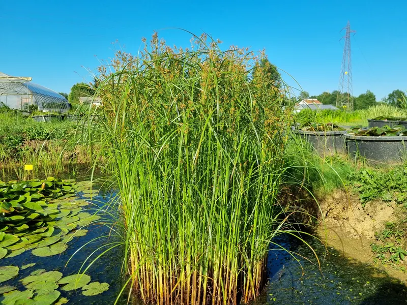 Cyperus longus (Zigolo comune) - Piante Acquatiche Vivaio