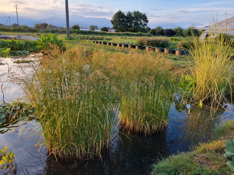 Cyperus longus (Zigolo comune) - Piante Acquatiche Vivaio