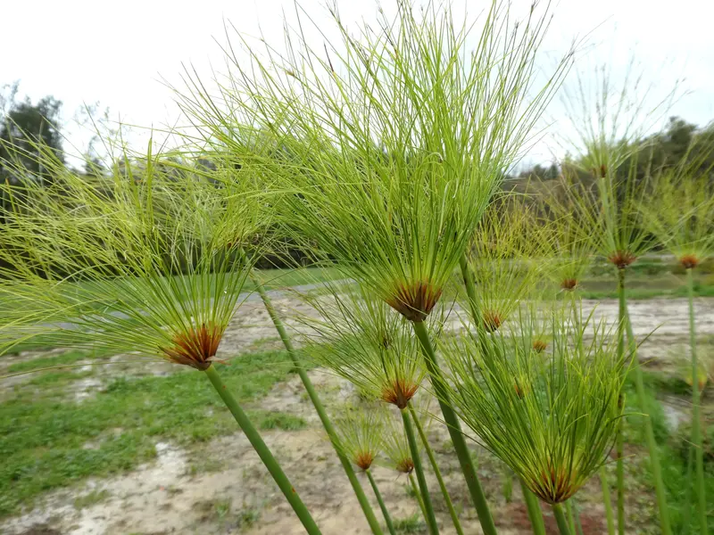 Cyperus papyrus (Papiro egiziano) - Piante Acquatiche Vivaio
