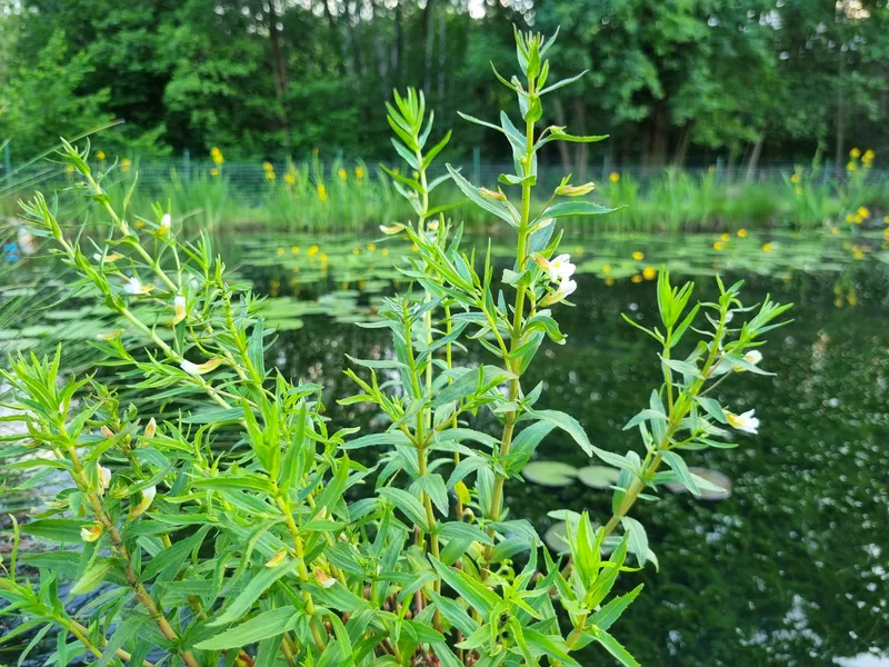 Gratiola officinalis (Graziola) - Piante Acquatiche Vivaio
