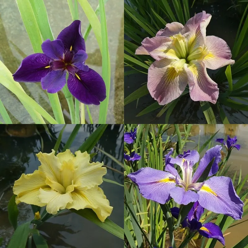 Iris palustri o iris d'acqua - Piante Acquatiche Vivaio