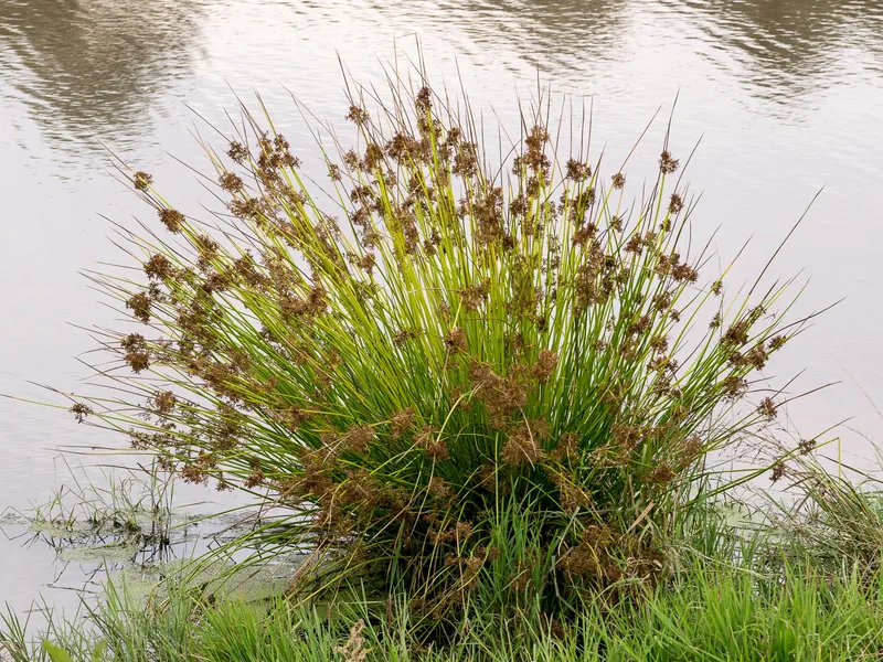 Juncus effusus (Giunco comune) - Piante Acquatiche Vivaio