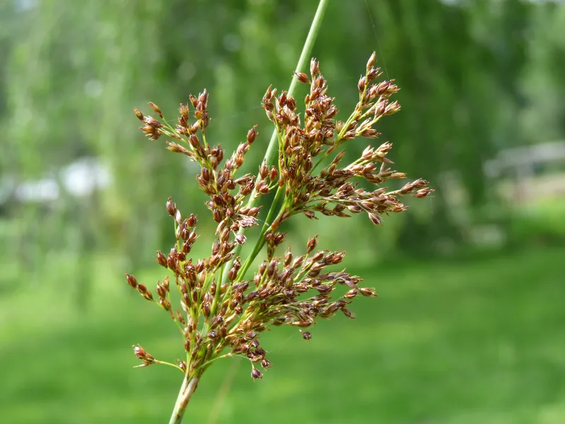 Juncus inflexus (Giunco tenace) - Piante Acquatiche Vivaio