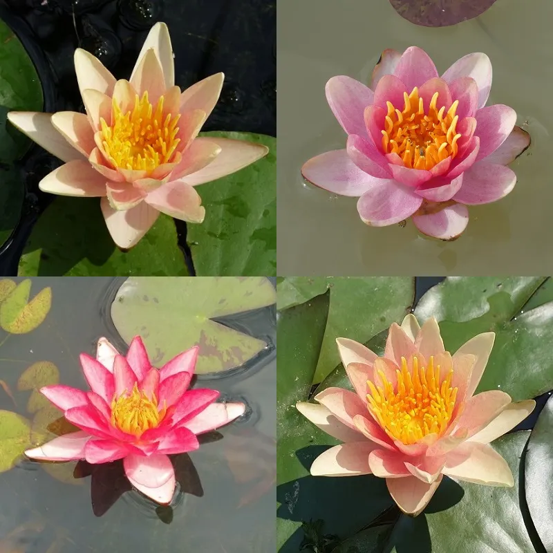 Ninfea selezionata da noi (colori a scelta) - Piante Acquatiche Vivaio