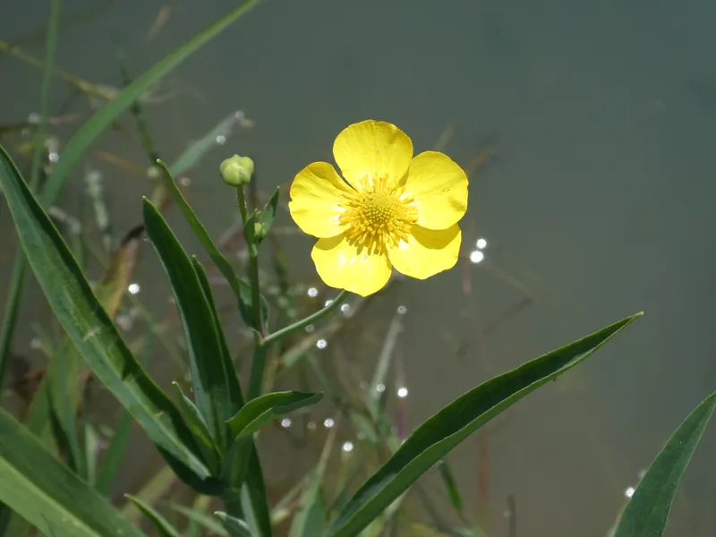 Ranunculus lingua (Ranuncolo delle canne) - Piante Acquatiche Vivaio