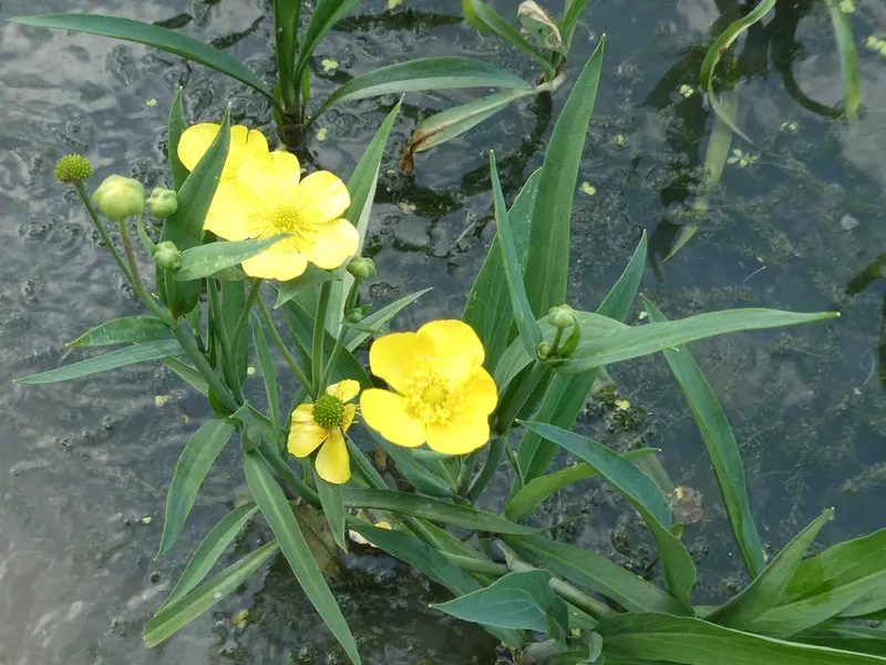 Ranunculus lingua (Ranuncolo delle canne) - Piante Acquatiche Vivaio