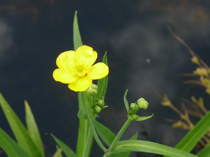 Ranunculus lingua (Ranuncolo delle canne) - Piante Acquatiche Vivaio