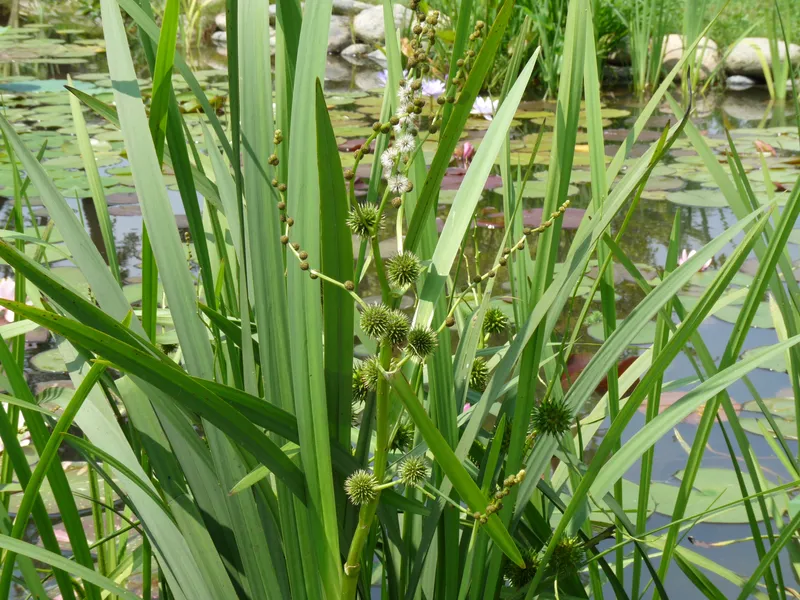 Sparganium erectum (Coltellaccio maggiore) - Piante Acquatiche Vivaio