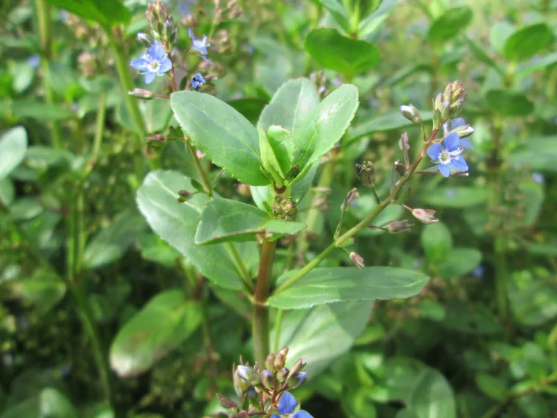 Veronica beccabunga (Erba grassa) - Piante Acquatiche Vivaio