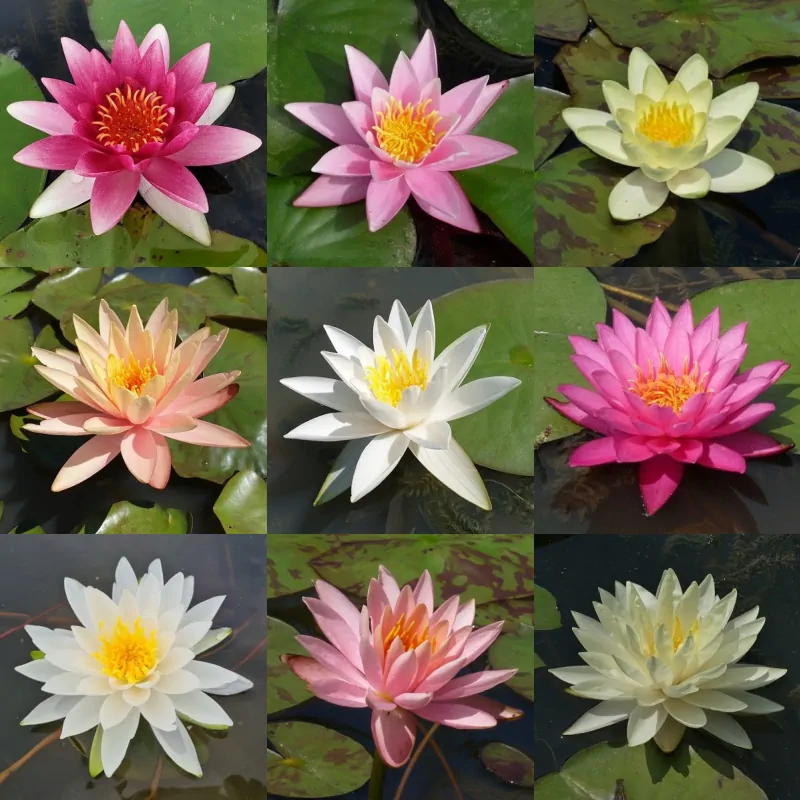 Ninfea selezionata da noi (colori a scelta) - Piante Acquatiche Vivaio