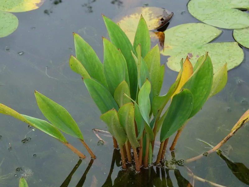 Orontium aquaticum (Clava d'oro) - Piante Acquatiche Vivaio