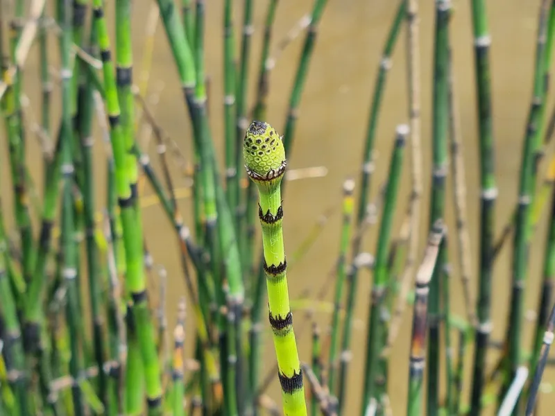 Equisetum hyemale (Equiseto invernale) - Piante Acquatiche Vivaio