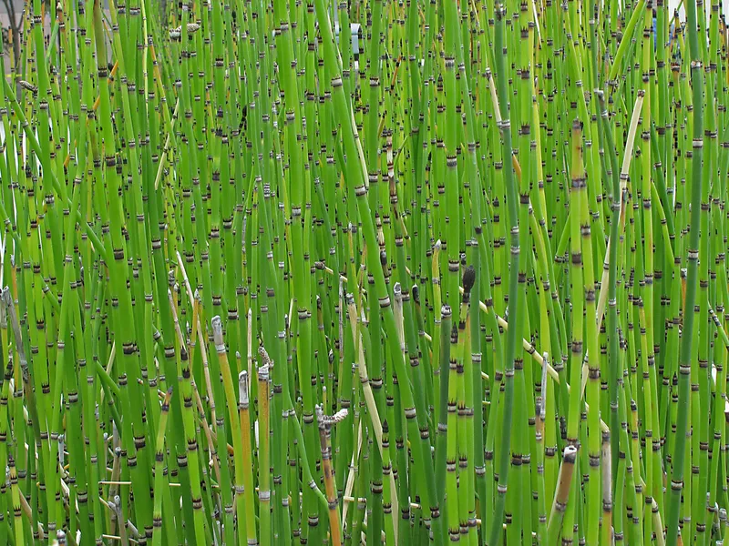 Equisetum hyemale (Equiseto invernale) - Piante Acquatiche Vivaio