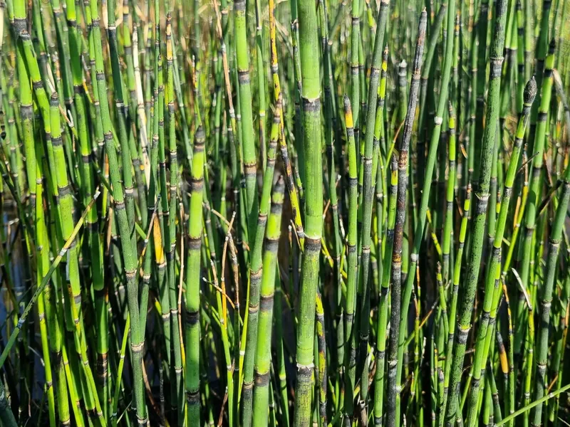 Equisetum hyemale (Equiseto invernale) - Piante Acquatiche Vivaio