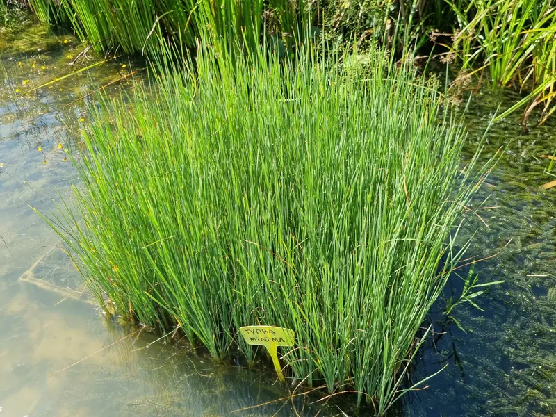 Typha minima (Lisca minore) - Piante Acquatiche Vivaio
