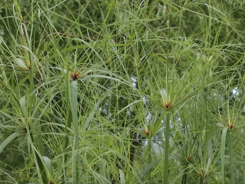 Cyperus giganteus - Piante Acquatiche Vivaio